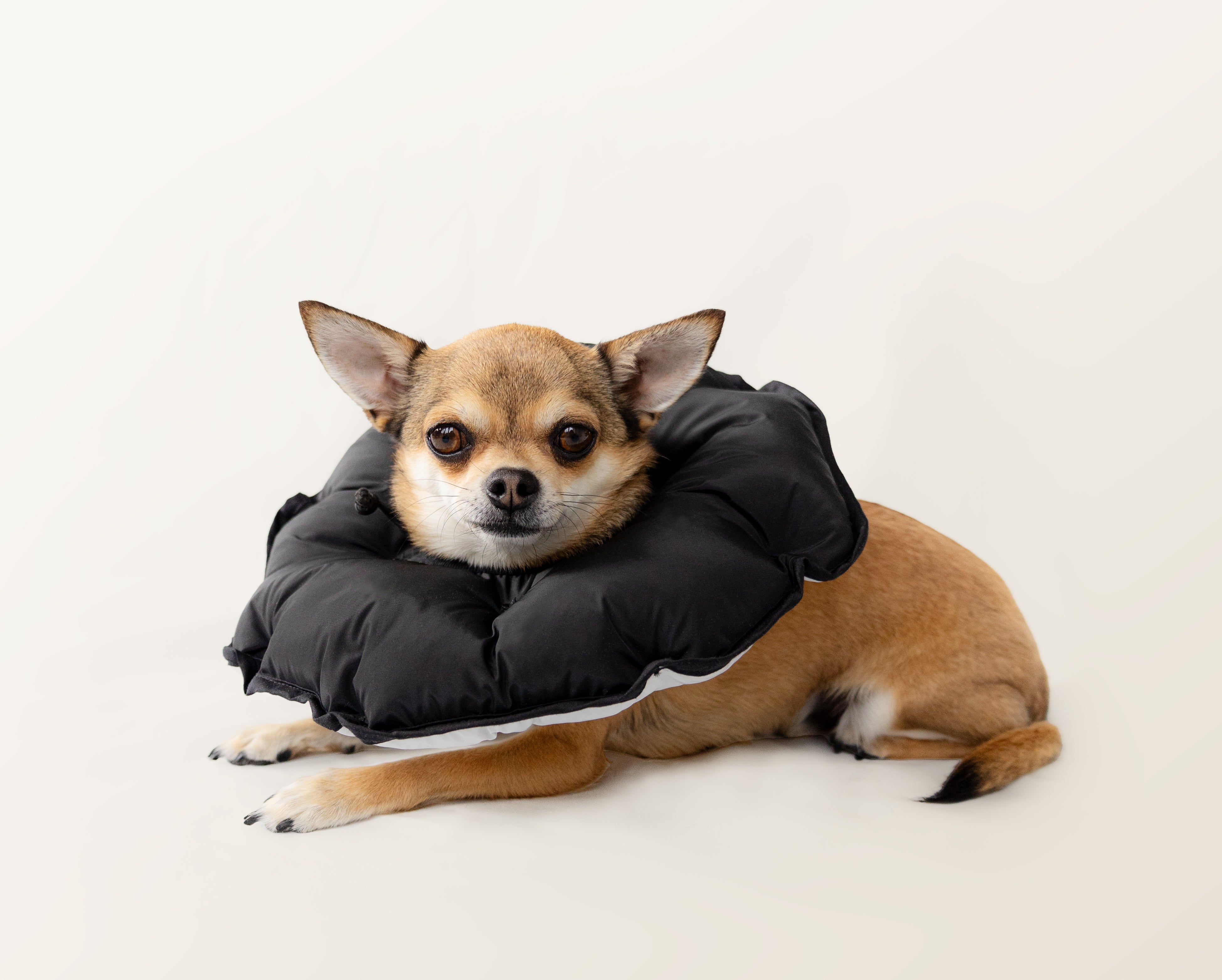 MUSE PETS: Thoughtfully Designed Pet Essentials. Fluffy Collective.